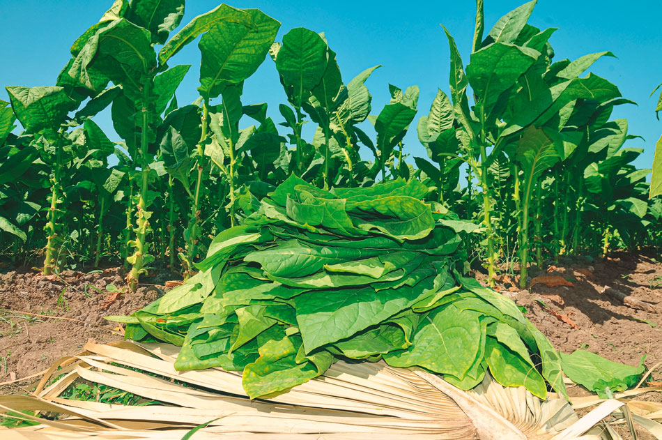 The other dominican tobacco | Cigar Journal